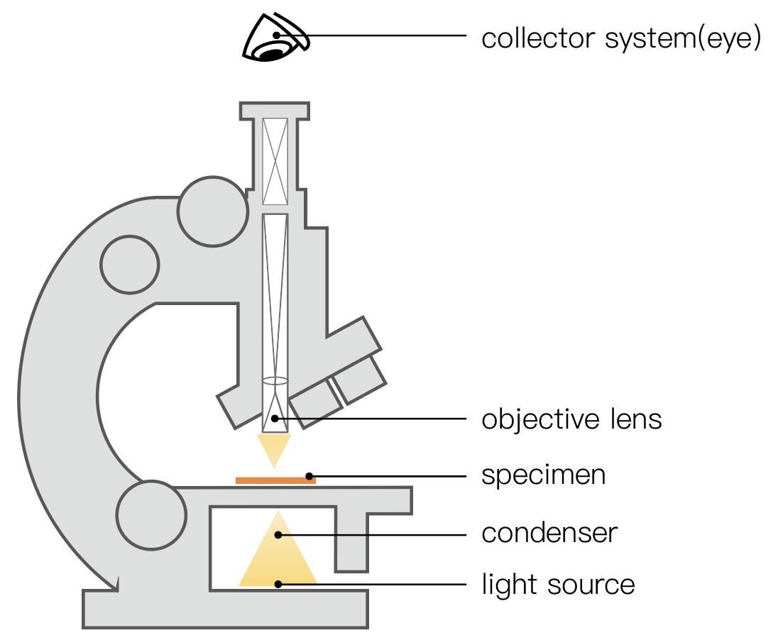 Key Differences Between Optical Microscope and Electron Microscope ... Key Differences Between Optical Microscope and Electron Microscope ...